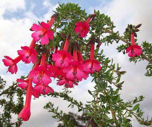Plantas nativas del Perú - Perú mi país