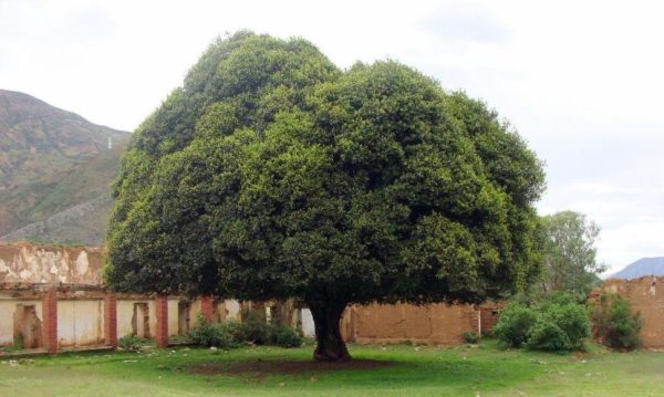 Árbol nacional de Perú - Perú mi país